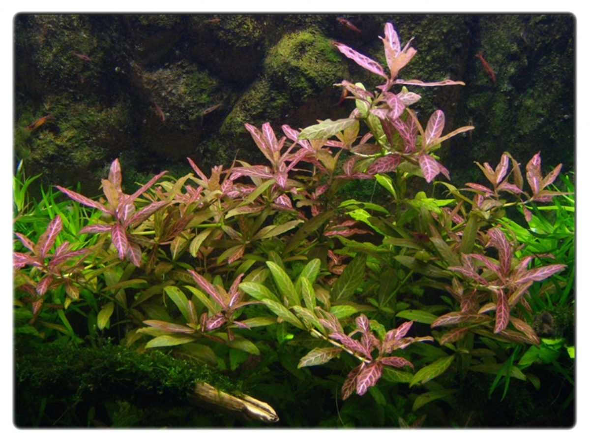 51. Hygrophila Polysperma 'Sunset' in vitro 5szt Sklep Akwarystyczny.EU